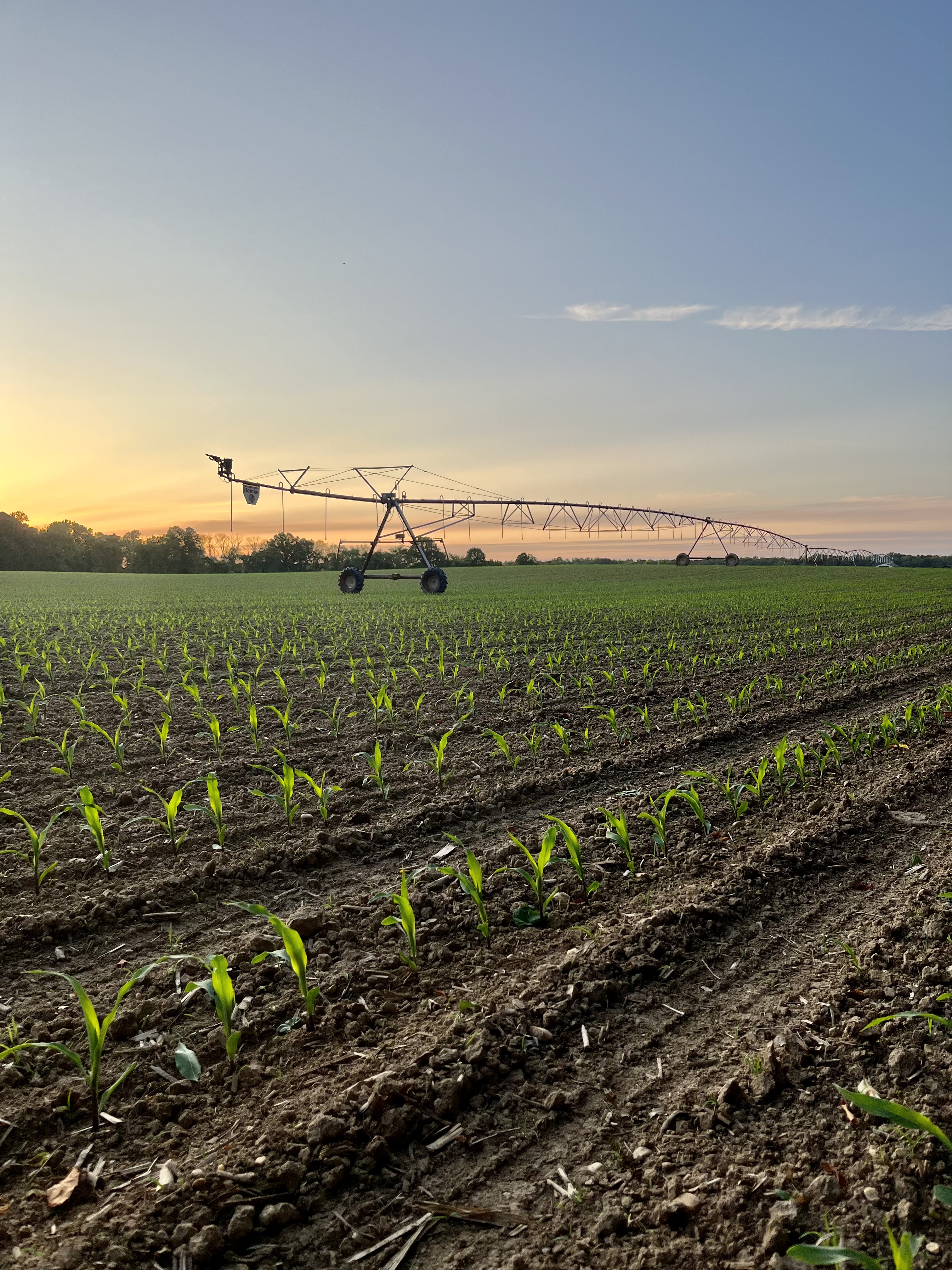 Crop Insurance 101: Replant Coverage Explained | Horizon Farm Credit